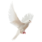 Services - Fern Funerals